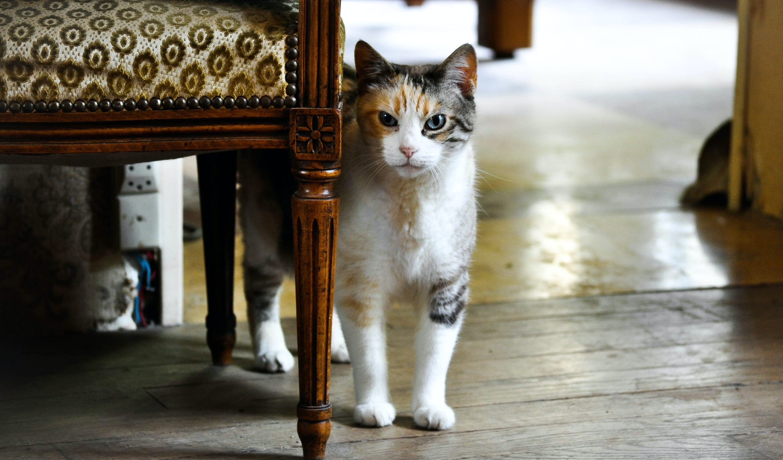 The Ultimate Guide: How to Welcome a New Cat into Your Home
